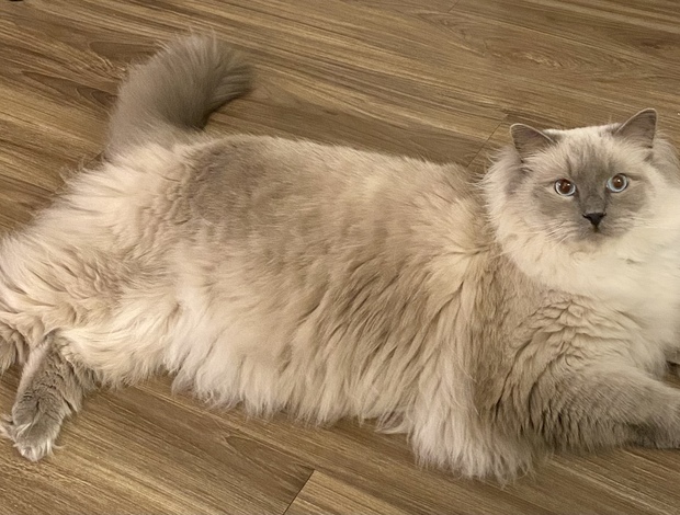 Ragdoll, Pedigree Ragdoll Blue seal colorpoint, Cats, for Sale, Price