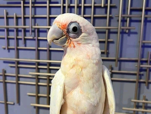 Cockatoo Bare Eyed Cockatoo For Sale Birds For Sale Price