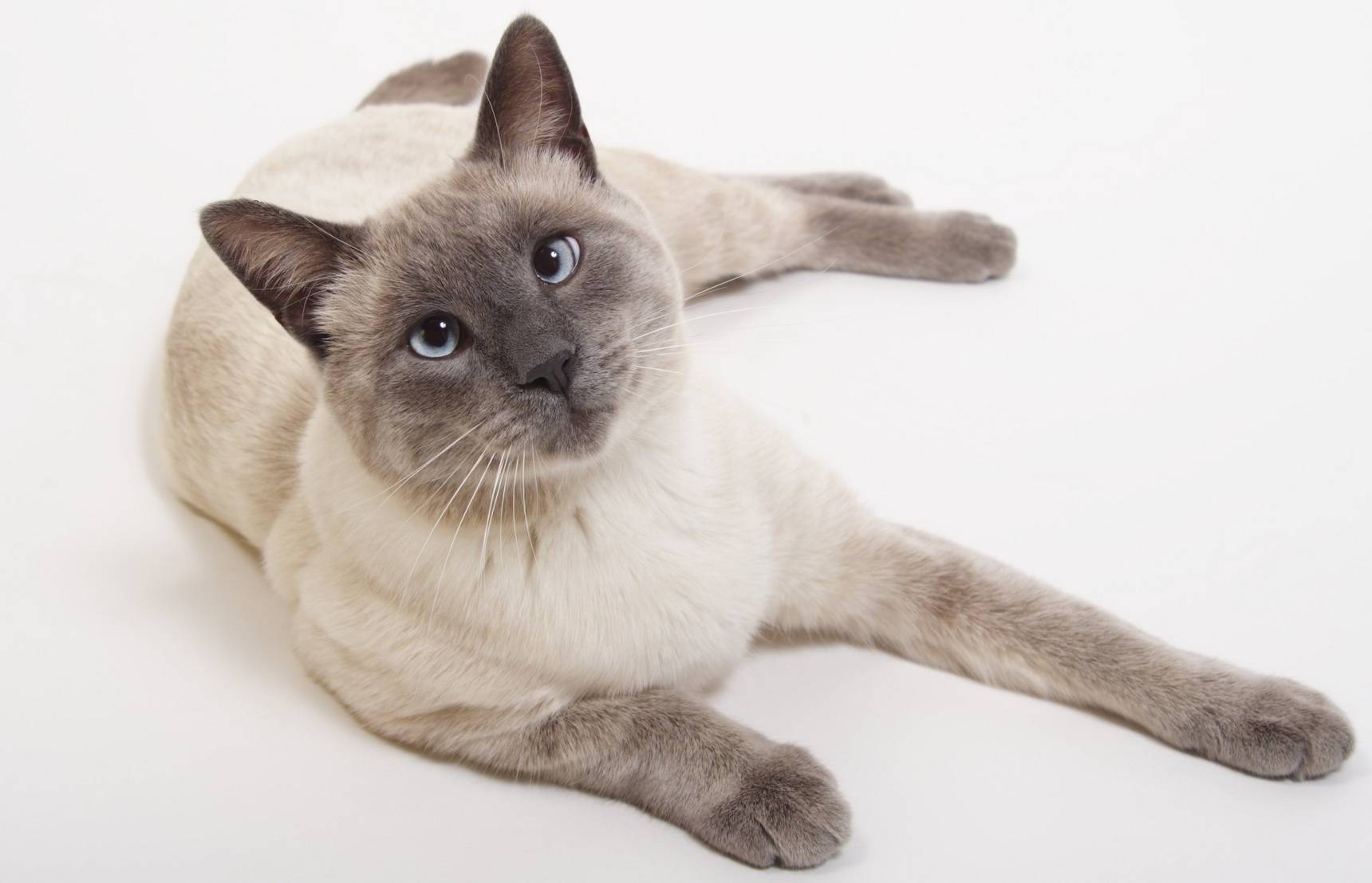 Siamese is one of the miniature breeds | AnimalsSale