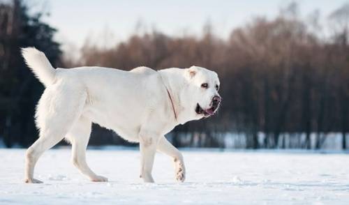 Alabay | AnimalsSale